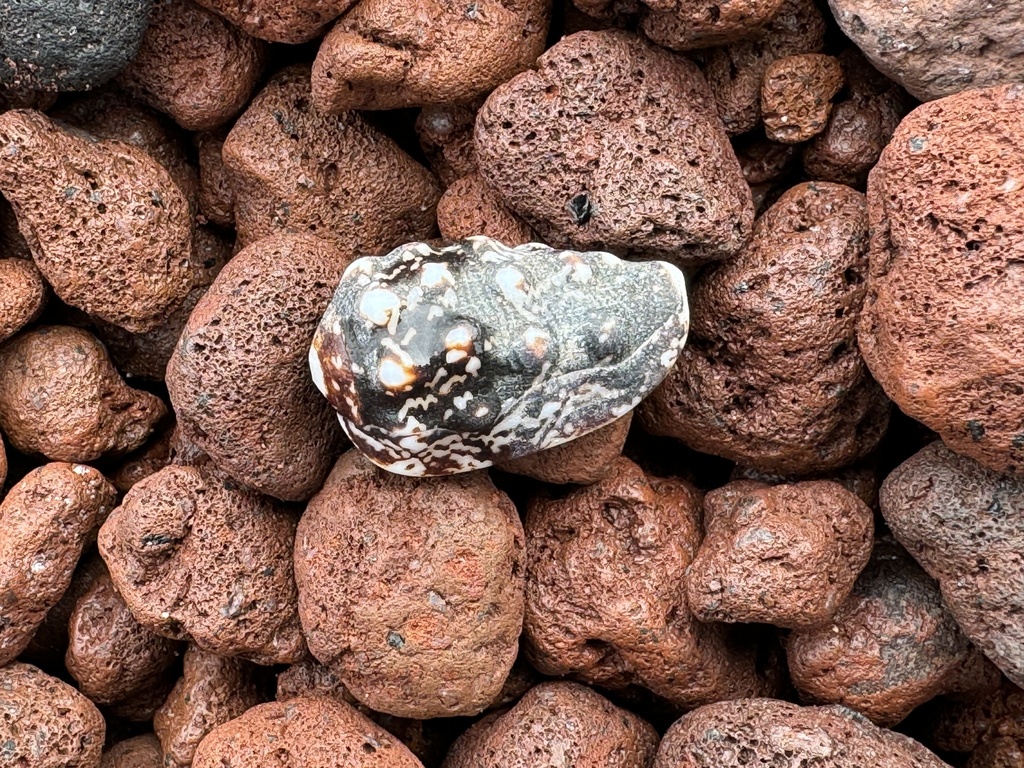 Morum tuberculosum from Parque Nacional Galápagos, Rabida, Galapagos ...