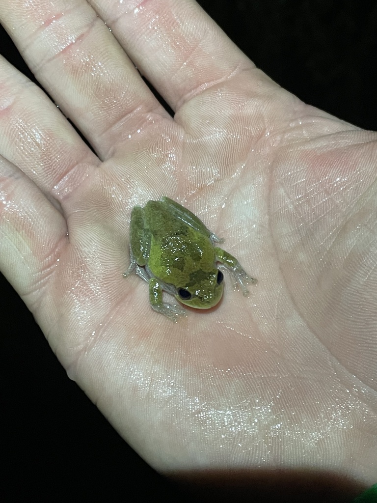 Pine Woods Tree Frog in June 2024 by Dylan Beck · iNaturalist