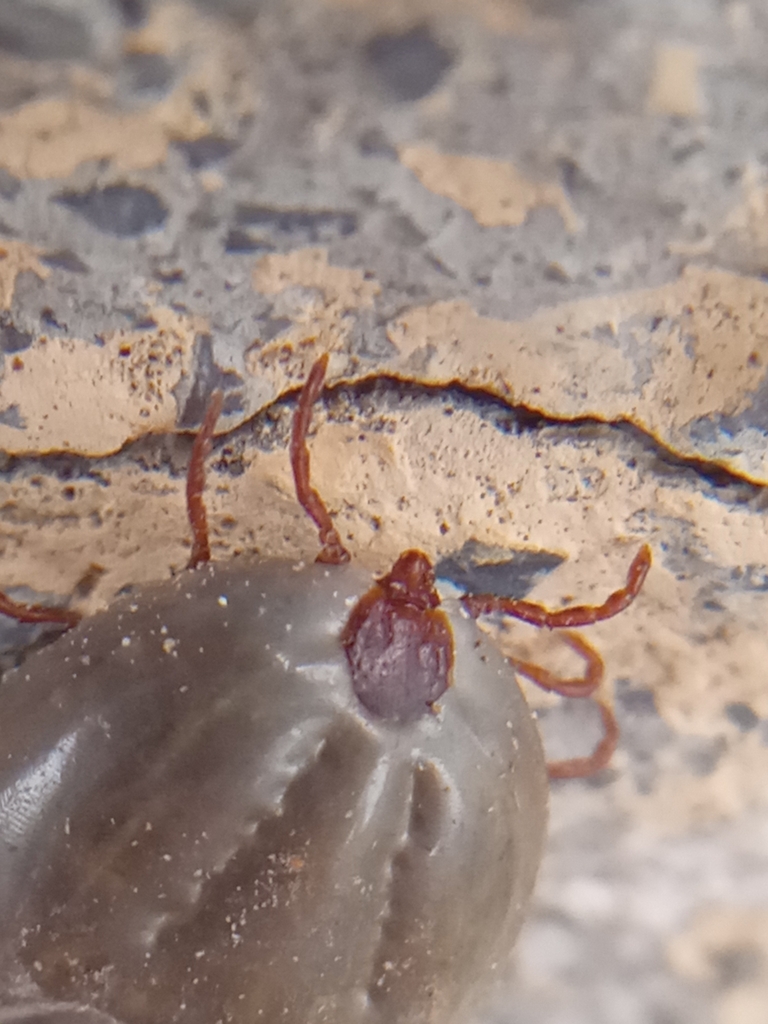 Brown Dog Tick from 65573 Portal de las Salinas, N.L., México on June ...