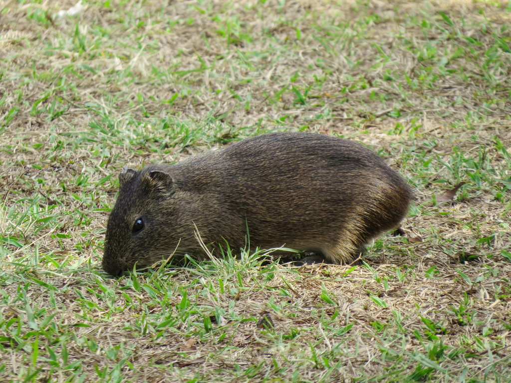 Brazilian Guinea Pig from São Carlos, SP, Brasil on August 23, 2018 at ...