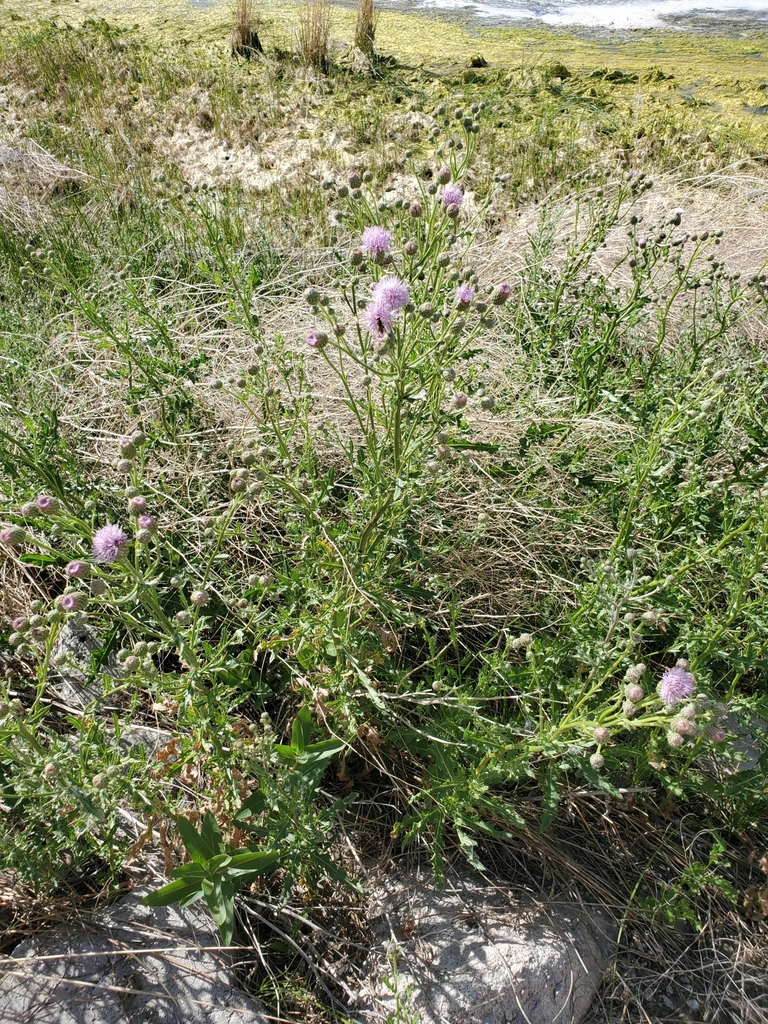 creeping thistle from Yoder, WY 82244, USA on June 18, 2024 at 04:56 PM ...