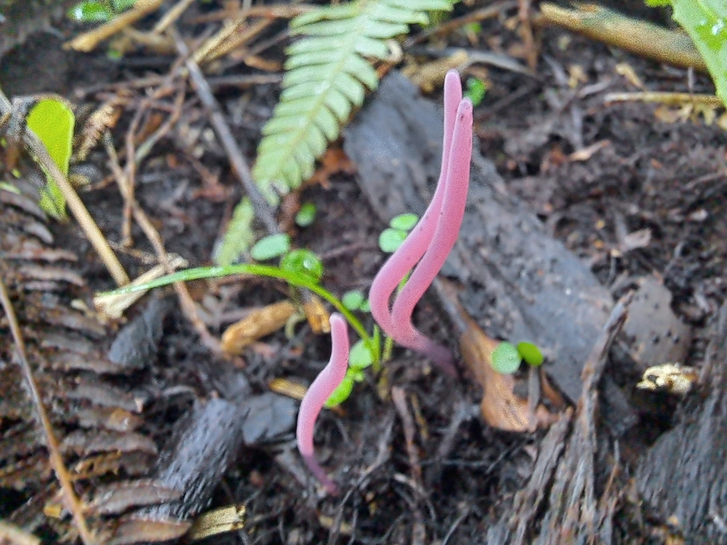 antler and spindle fungi in June 2024 by Brandon Attard. Obscured for ...