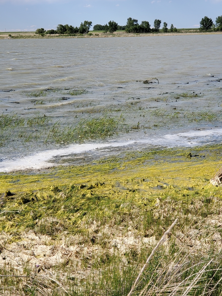 Prasiola from Yoder, WY 82244, USA on June 18, 2024 at 05:01 PM by ...