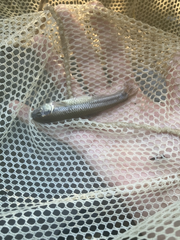 Bluntnose Minnow from Garnavillo, IA, US on June 17, 2024 at 06:48 PM ...