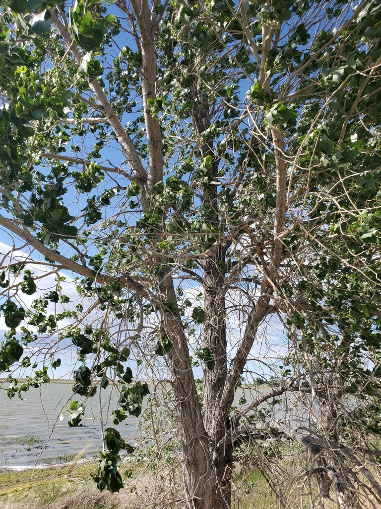 Fremont Cottonwood from Yoder, WY 82244, USA on June 18, 2024 at 04:59 ...