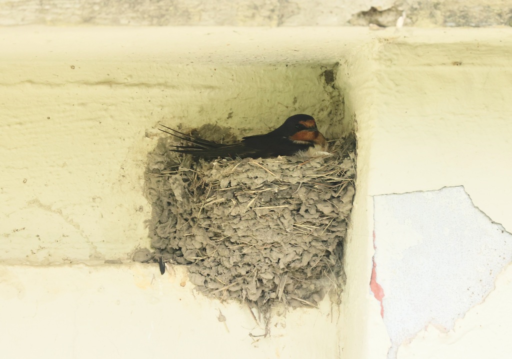 Barn Swallow from Lake County, IL, USA on June 15, 2024 at 09:44 AM by ...