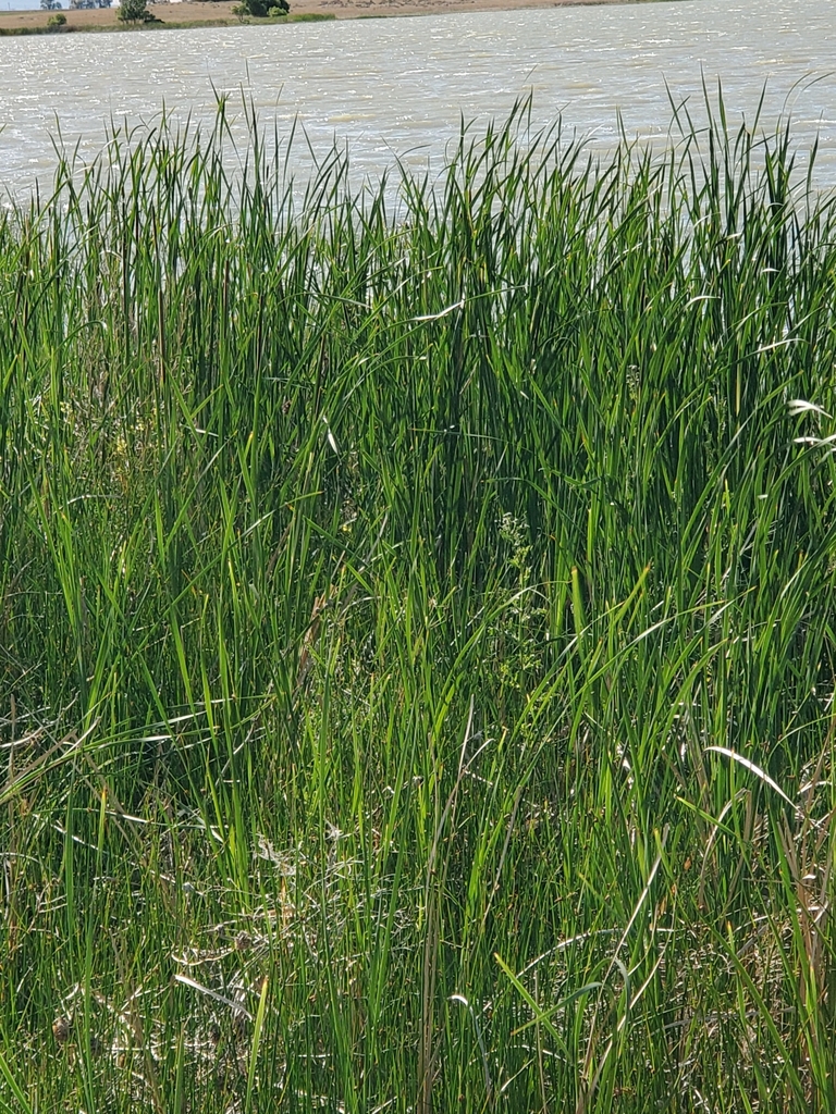 Horned Pondweed from Yoder, WY 82244, USA on June 18, 2024 at 05:09 PM ...