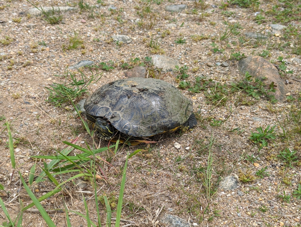 Red-eared Slider from Moodus, CT 06469, USA on June 11, 2024 at 11:55 ...