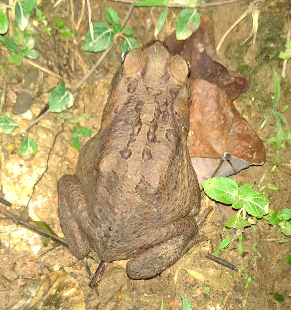 Beaked Toads from Quinindé, EC-ES, EC on June 18, 2024 at 07:18 PM by ...