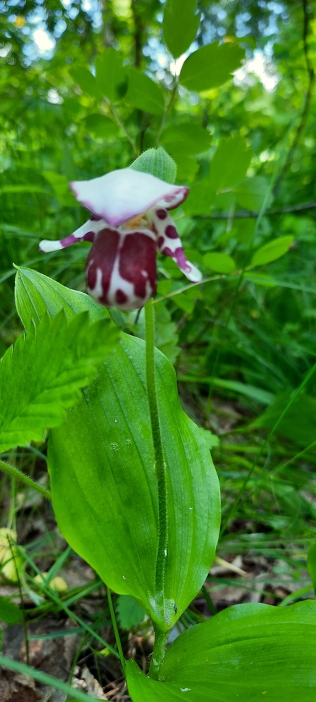 Spotted Lady's Slipper from Xongor, Darkhan-Uul, Mongolia on June 14 ...