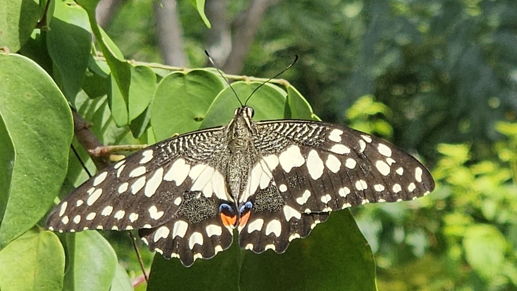 Lime Swallowtail from H5F2+HJ InnerEarth, Villaverde, Nueva Vizcaya ...