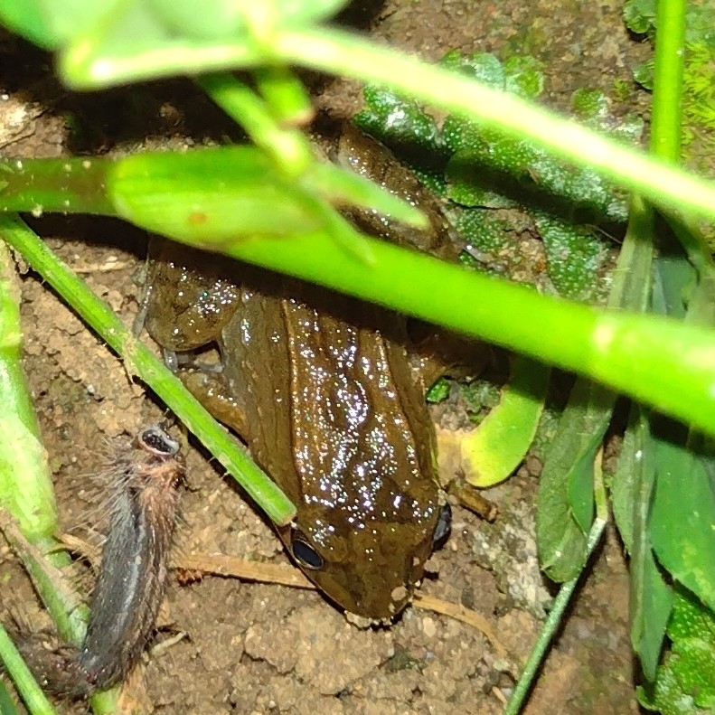 Southern Frogs from Quinindé, EC-ES, EC on June 18, 2024 at 07:59 PM by ...