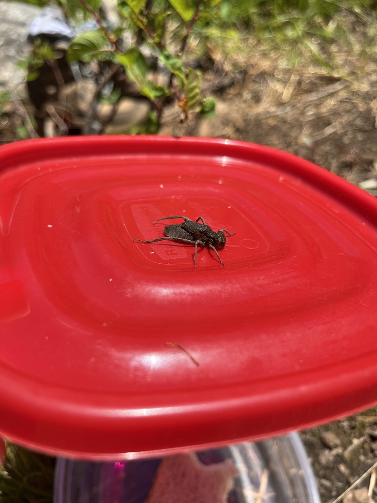 Dragonflies from Trinity Alps Wilderness, Willow Creek, CA, US on June ...