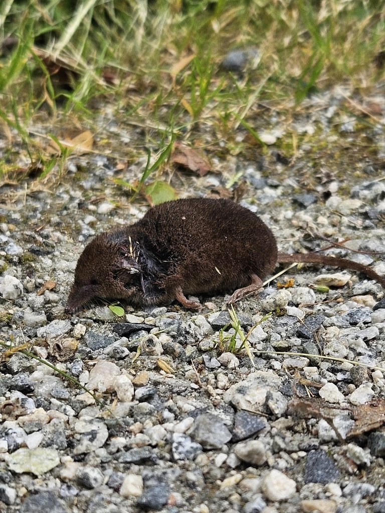 Shrews from Burnaby, BC V5B 3C1, Canada on June 12, 2024 at 01:23 PM by ...