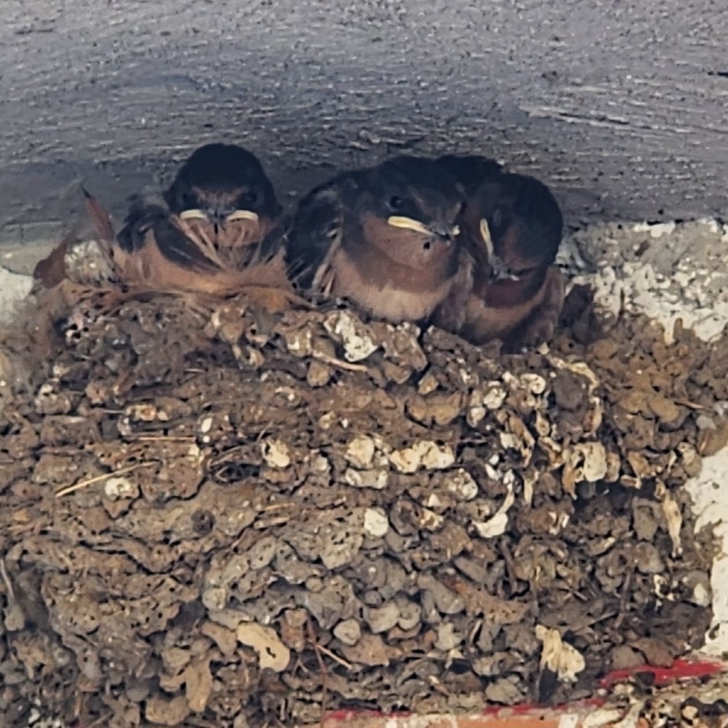 Barn Swallow from Manzana 011, 50697 Barrio de la Era San Pablo ...