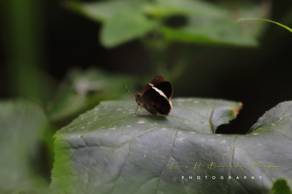 Sharp Banded-Skipper from Reserva Territorial, Col. Santa Bárbara, Ver ...