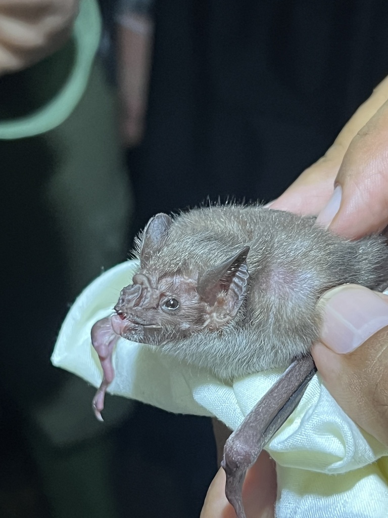 Common Vampire Bat from Sarapiqui, Heredia, CR on June 17, 2024 at 07: ...
