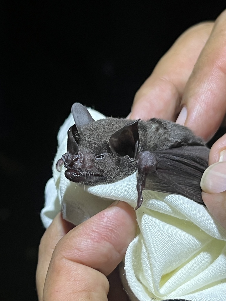 Carollia from Sur, Sarapiqui, Heredia, CR on June 17, 2024 at 07:41 PM ...