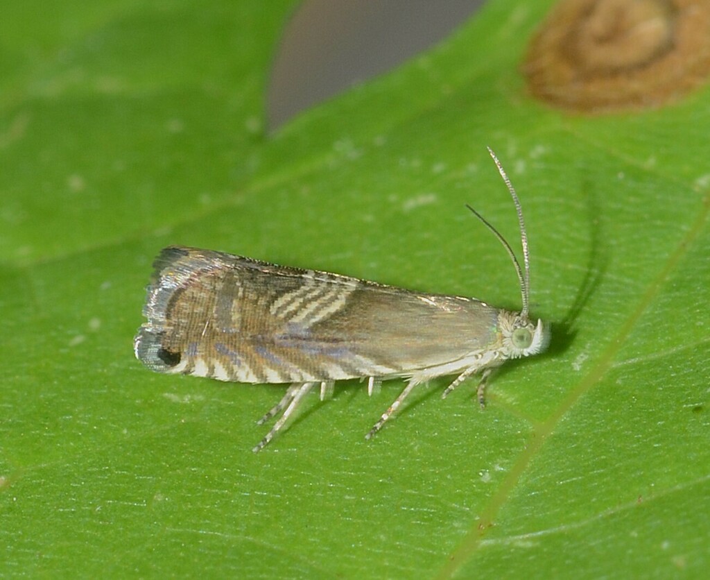Eurasian Hemp Moth from New Castle County, DE, USA on June 18, 2024 at ...