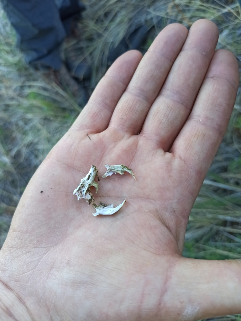 Muroids from minto yukon on June 10, 2024 at 09:28 AM by Angus Newell ...