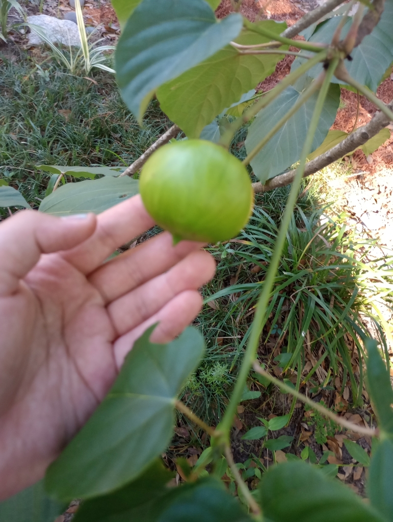 tung oil tree from Pigeon Point, Beaufort, SC 29902, USA on June 18 ...