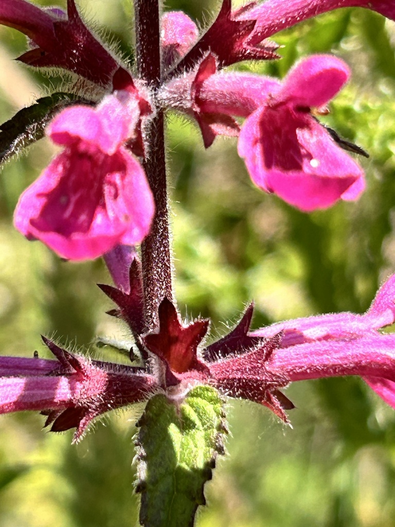 Coastal Hedge-nettle from William Head, Metchosin, BC, CA on June 18 ...