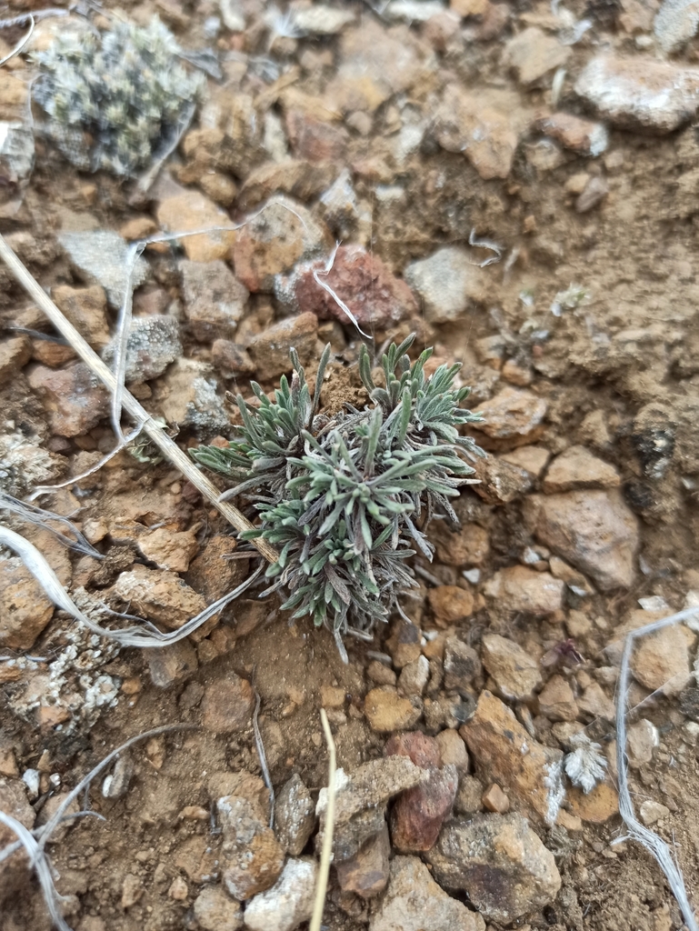 Hooker's Townsend-daisy from minto yukon on June 11, 2024 at 12:52 PM ...