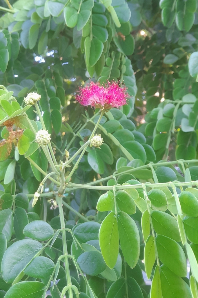 Monkey pod tree from Gundur, Tamil Nadu 636601, India on June 17, 2024 ...