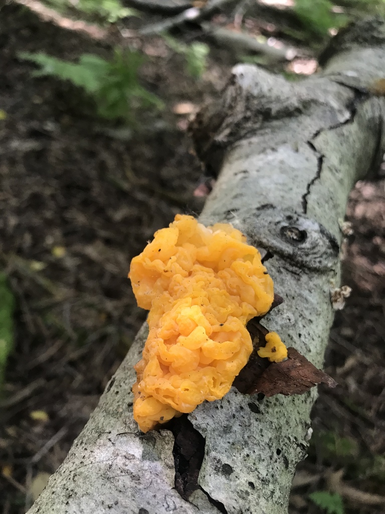 witch's butter from 9905–10187 146 St, Surrey, BC, CA on May 22, 2019 ...