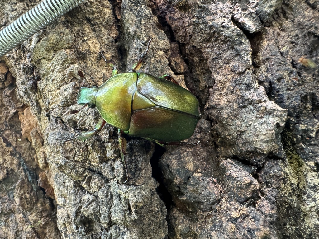 Japanese Drone Beetle from 本州, 宇治市, 京都府, JP on June 19, 2024 at 02:28 ...