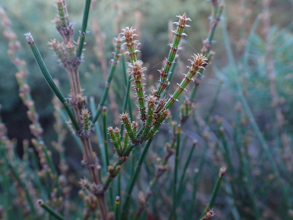 Scrub Sheoak from Wilsons Promontory VIC 3960, Australia on June 17 ...