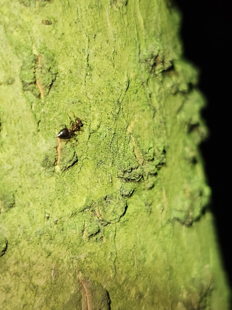 Crematogaster rogenhoferi from 중국 닝보 시 邮政编码: 315809 on June 18, 2024 at ...