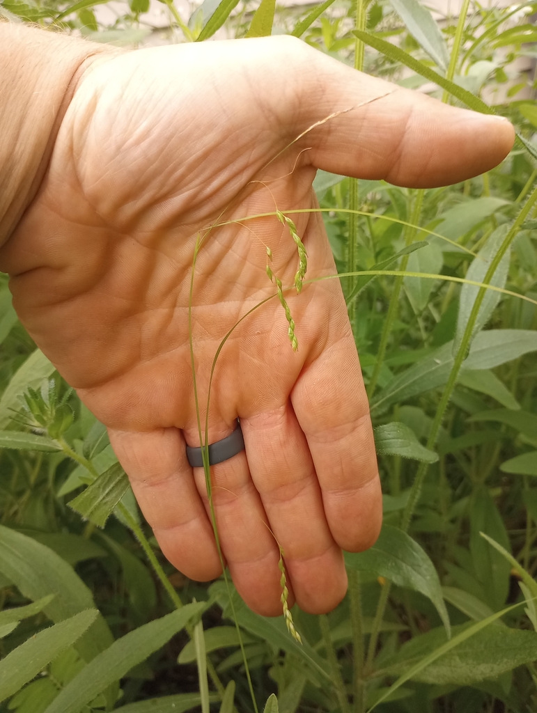 white-edge sedge from Rothschild, WI 54474, USA on June 19, 2024 at 08: ...