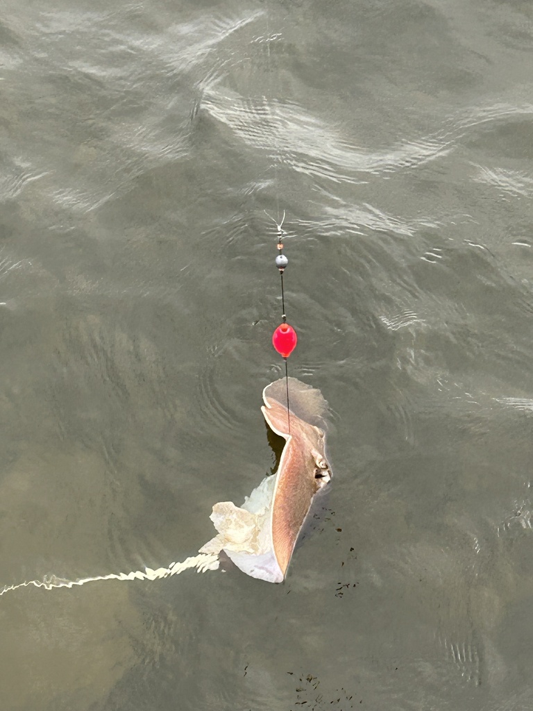 Atlantic Stingray from Redfish Cove, Midway, FL, US on June 19, 2024 at ...