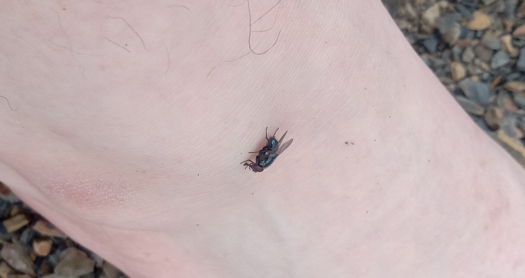 Muscoid Flies from Frostburg, MD 21532, USA on June 19, 2024 at 11:22 ...