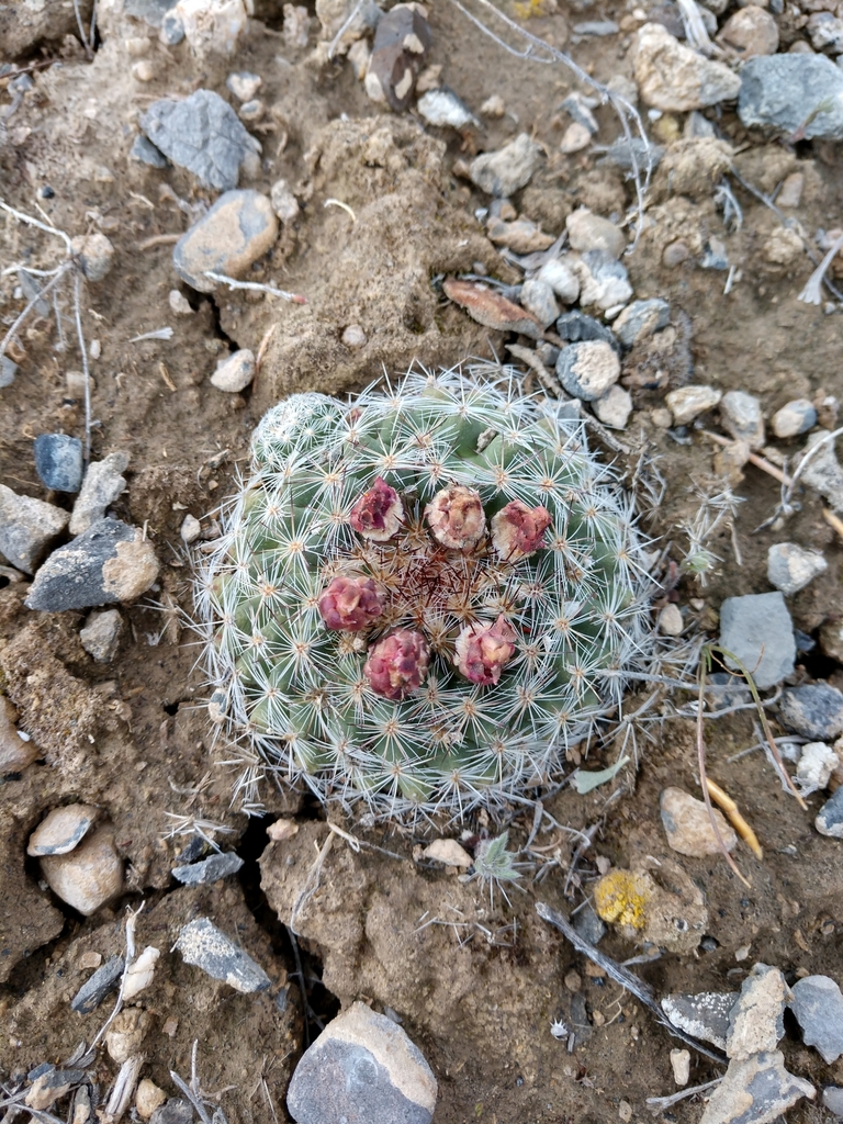 Mountain Ball Cactus from Howe, ID 83244, USA on May 20, 2019 at 06:24 ...