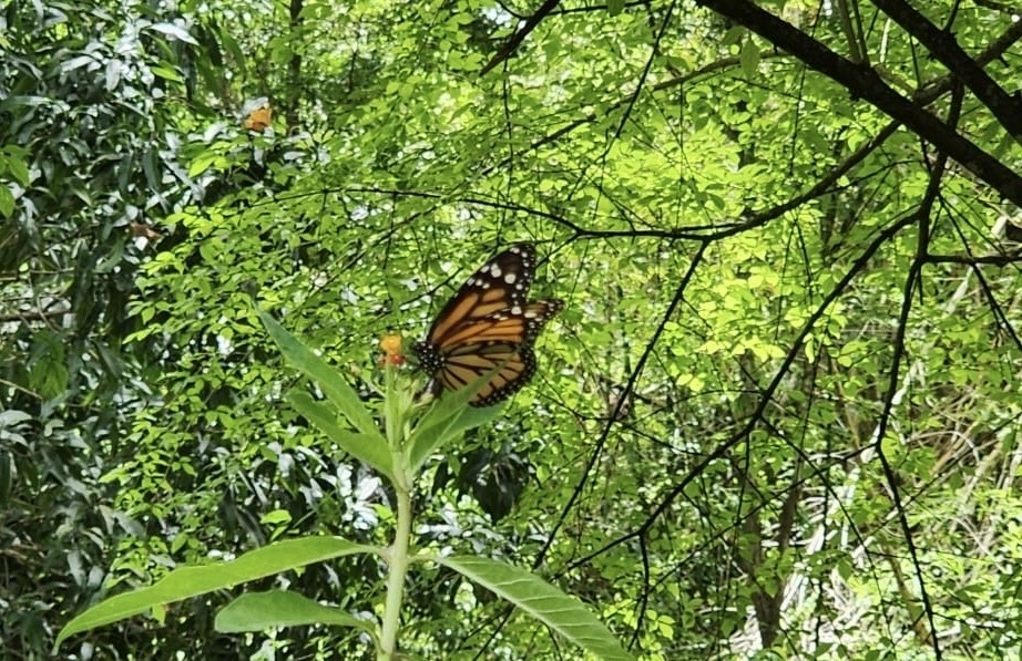 Monarch from Royal Botanical Gardens, Port of Spain, Trinidad and ...