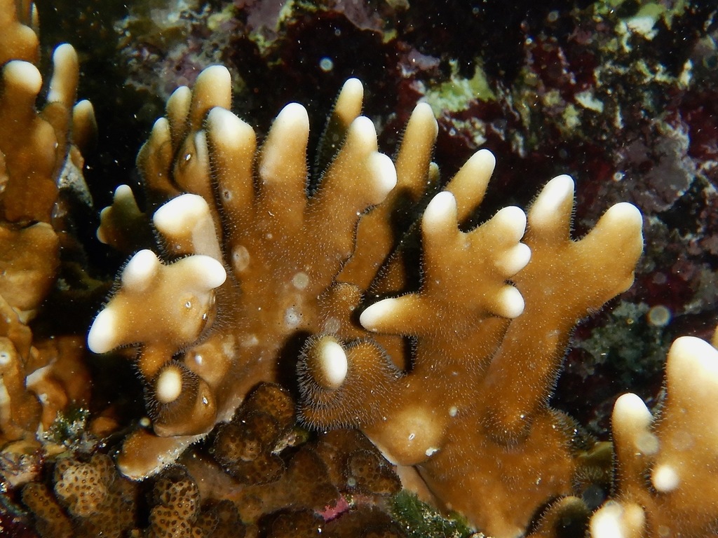 Millepora tenera from Padangbai, Manggis, Karangasem Regency, Bali ...