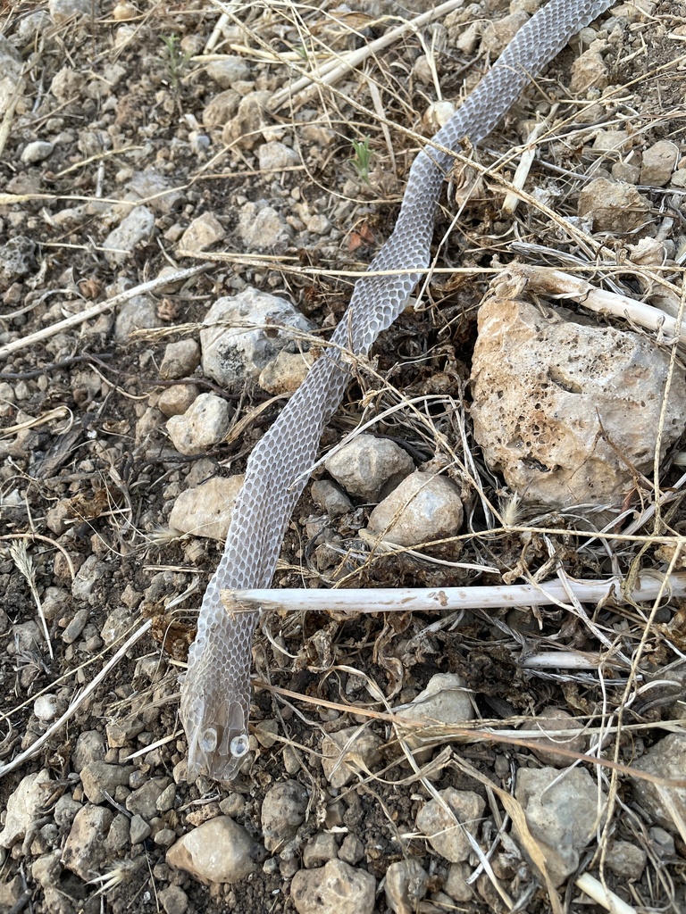 Snakes from Lefkada, Kontaraina, Ionia Nisia, GR on June 19, 2024 at 08 ...
