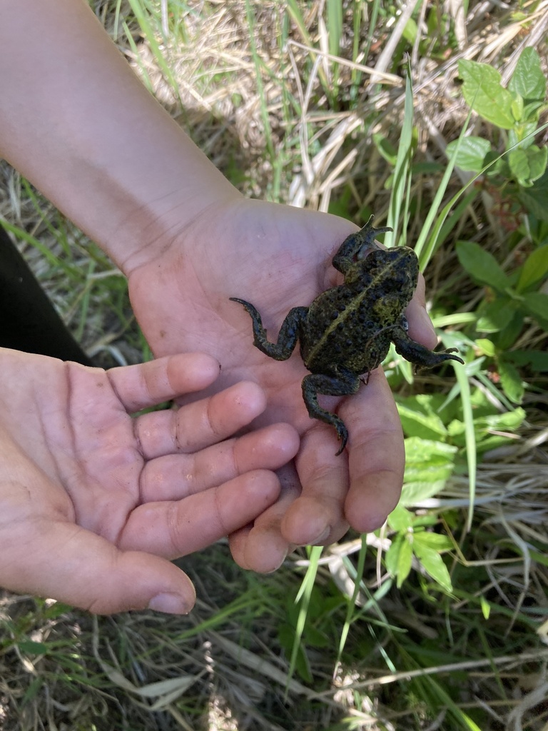 Western Toad from Bulkley-Nechako, BC, CA on June 19, 2024 at 11:12 AM ...