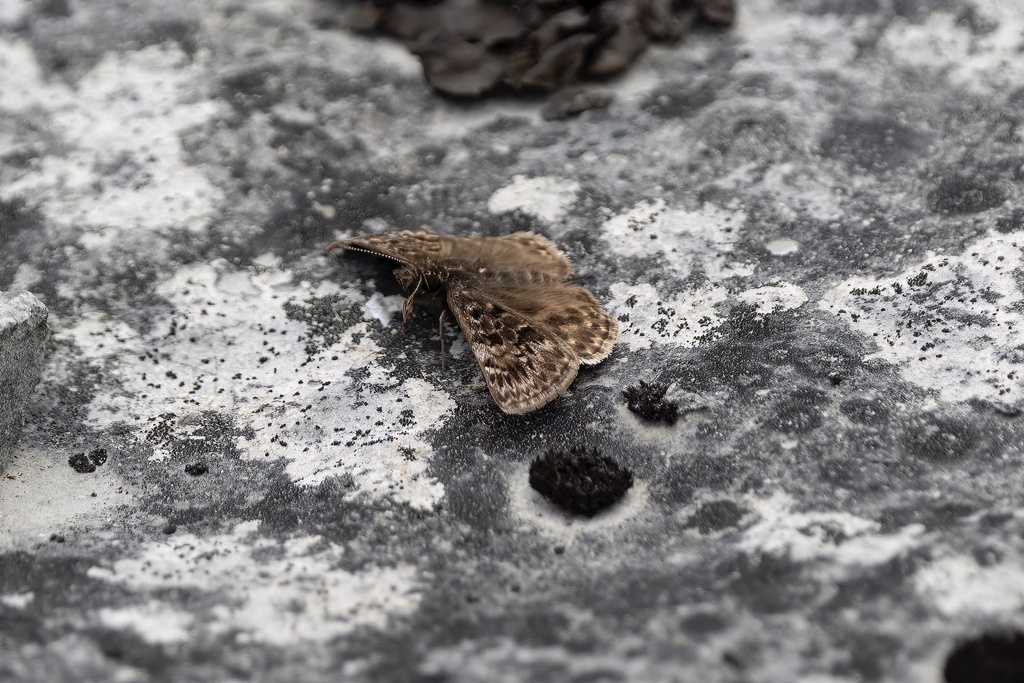 Mottled Duskywing in June 2024 by Mark. In association w/ Ceanothus ...