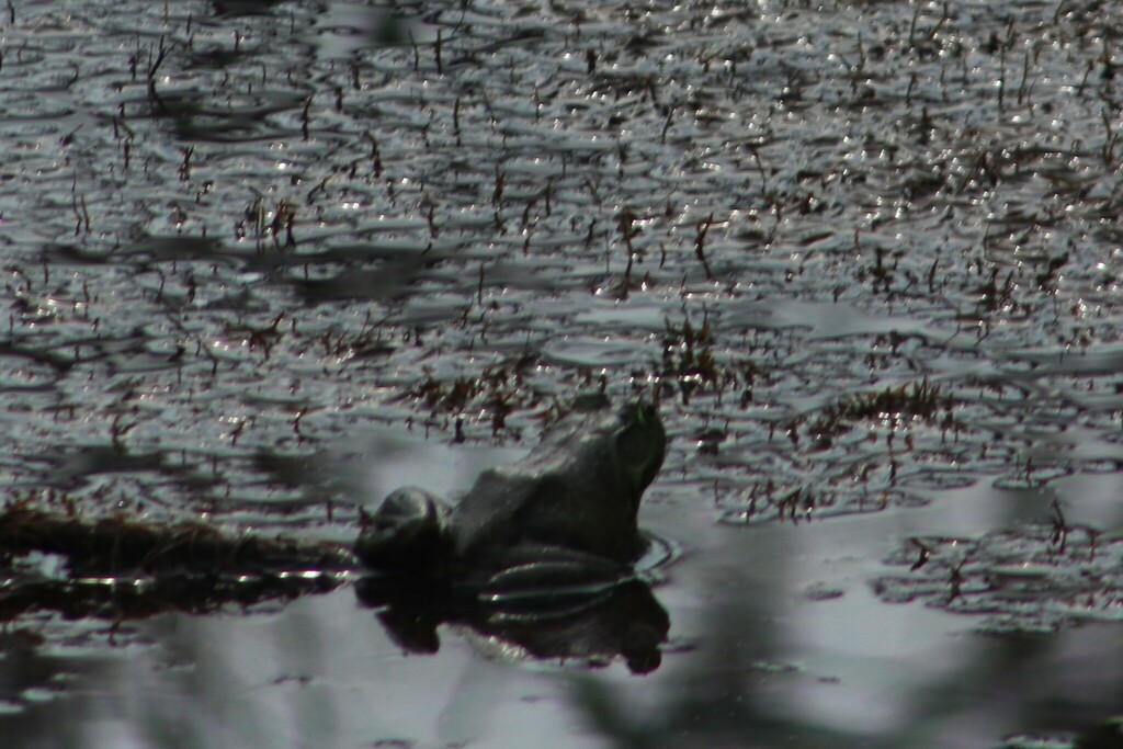 American Bullfrog from Erie County, PA, USA on June 19, 2024 at 09:14 ...