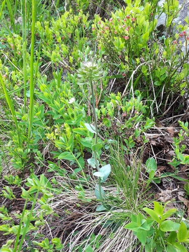 Noccaea dacica · iNaturalist Mexico