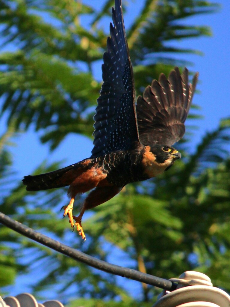 Bat Falcon from Santos Dumont I, Gov. Valadares - MG, Brasil on June 7 ...