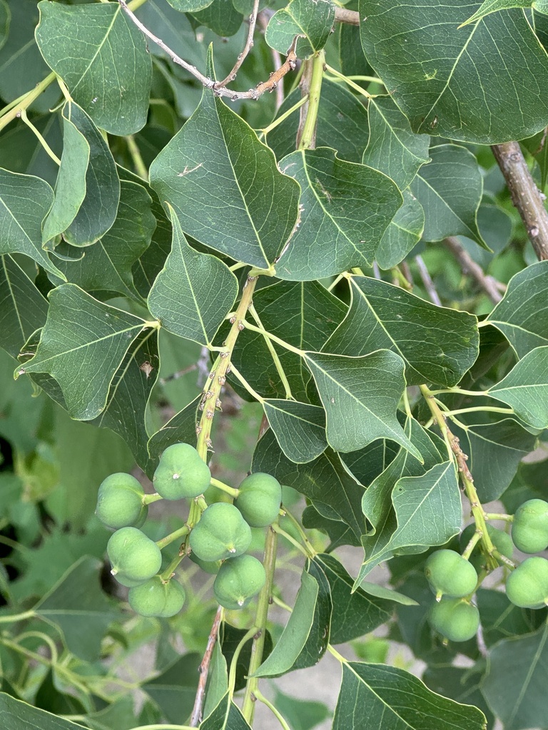 Chinese Tallow from Northpointe Dr, The Colony, TX, US on June 19, 2024 ...