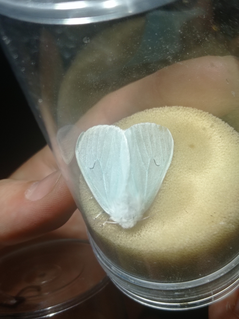 Black V Moth from 91056 Erlangen, Deutschland on June 19, 2024 at 11:16 ...