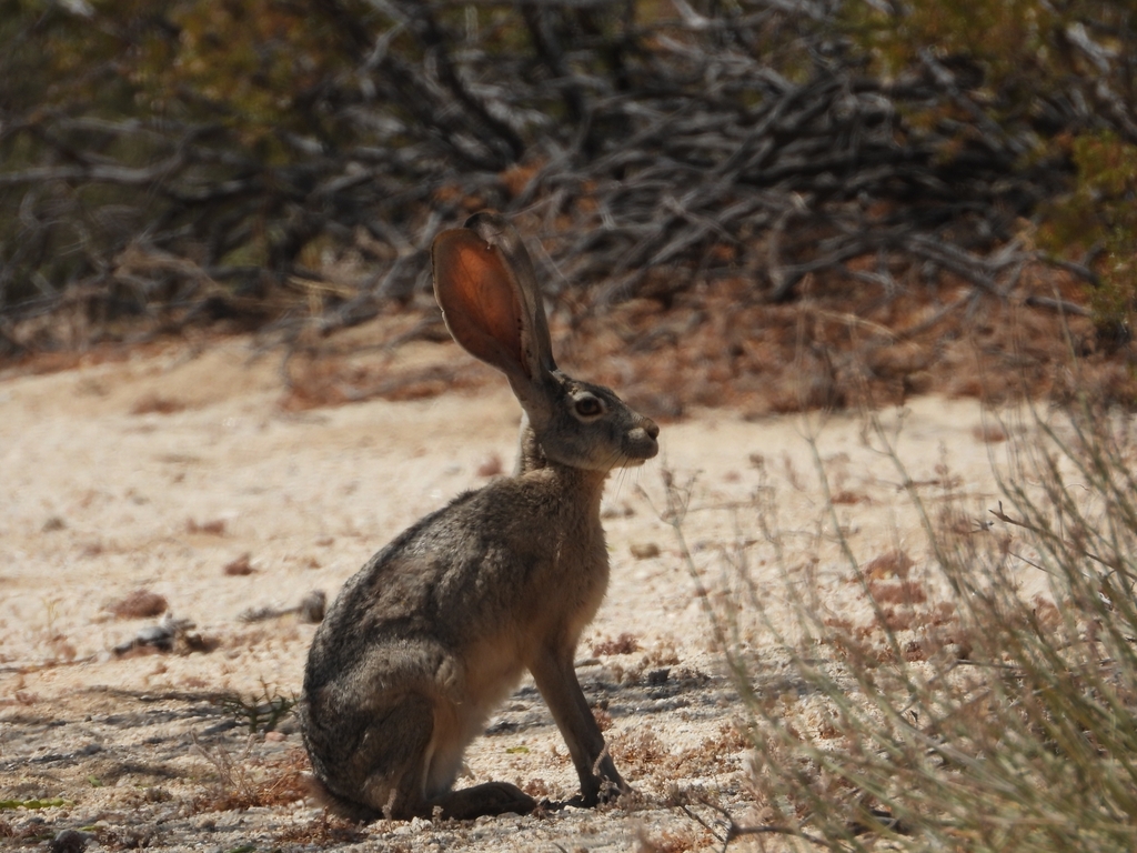 Black-tailed Jackrabbit from 21855 B.C., México on June 19, 2024 at 09: ...