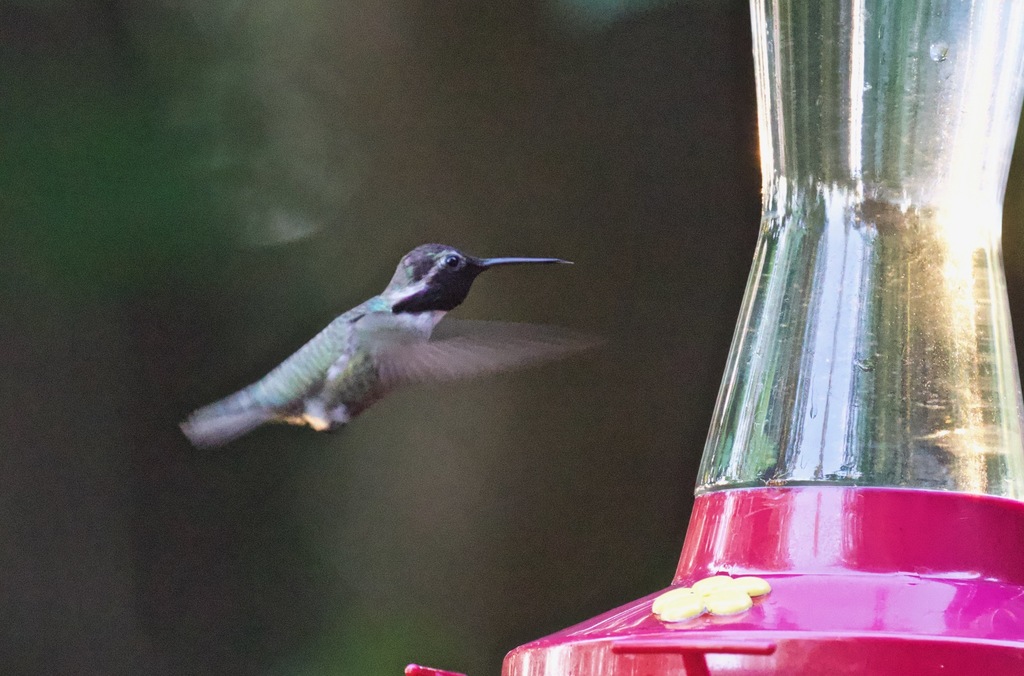 Costa's Hummingbird from Redrooffs Rd, Halfmoon Bay, BC V0N, Canada on ...