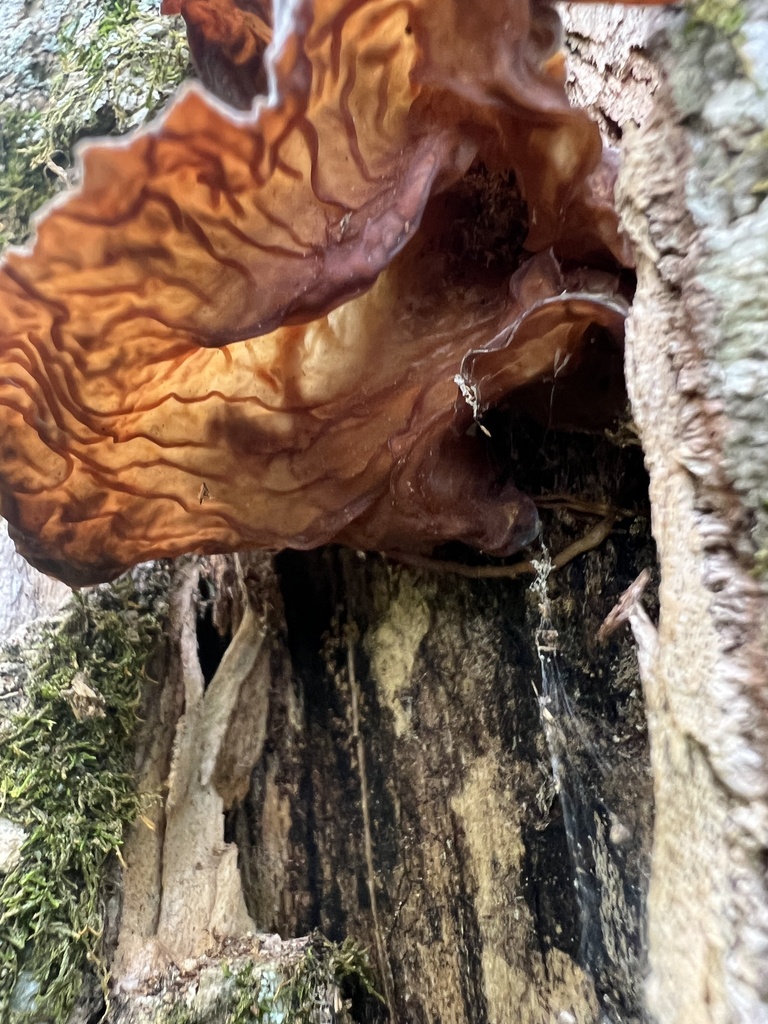 Wood ear fungi from Watson, AR, US on June 19, 2024 at 12:25 PM by ...