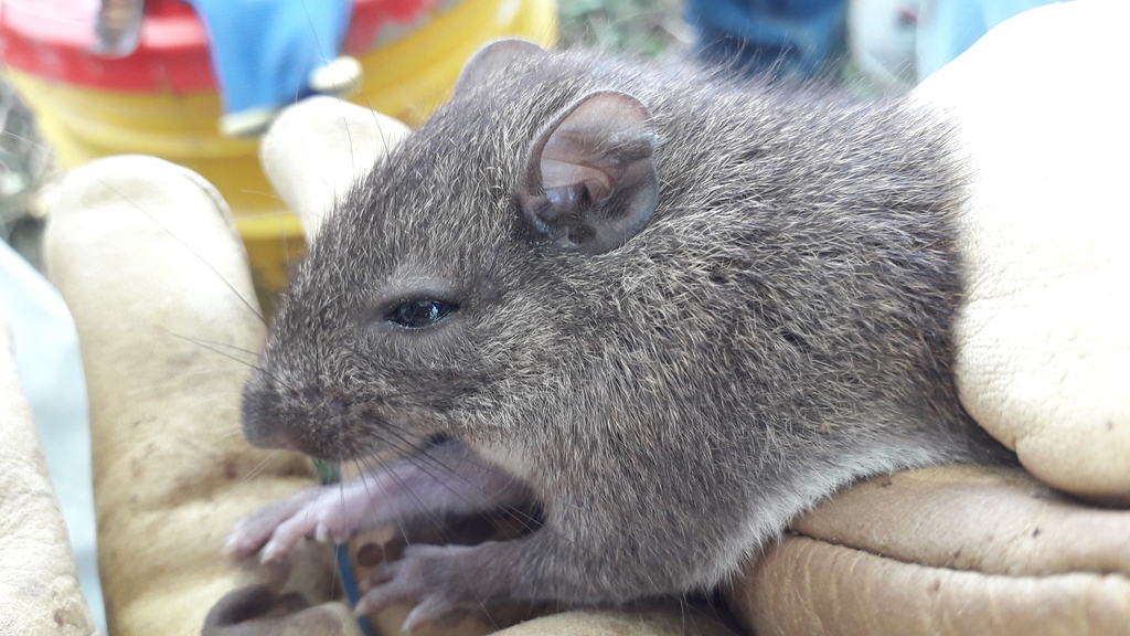 Proechimys canicollis (Mamíferos de Cartagena de Indias) · iNaturalist